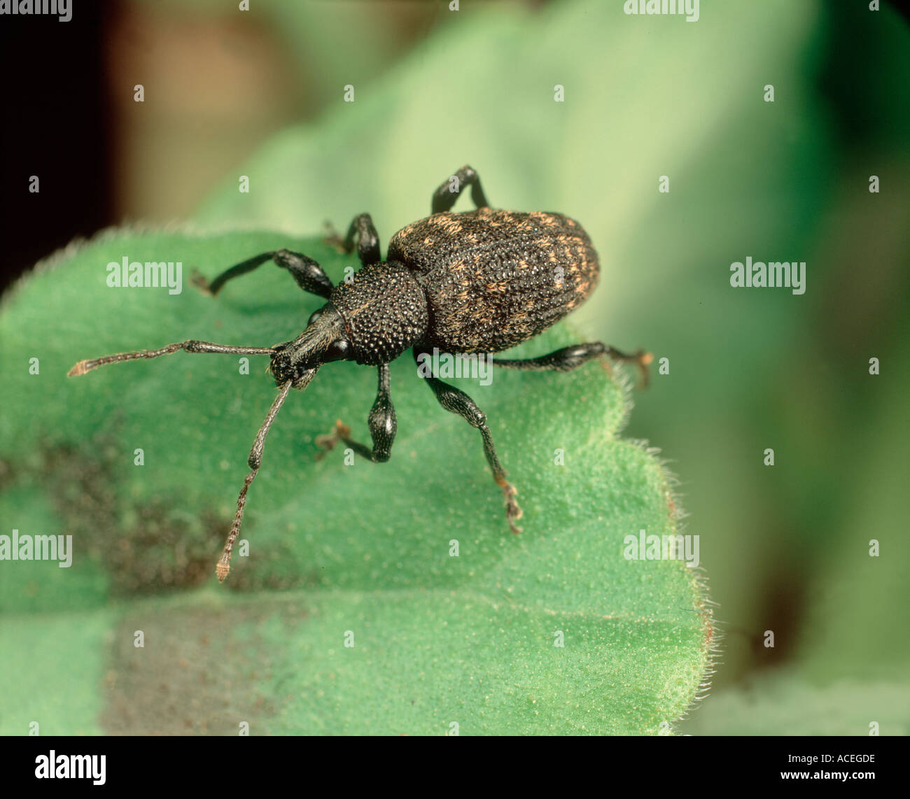 Serious garden pest hi-res stock photography and images - Alamy