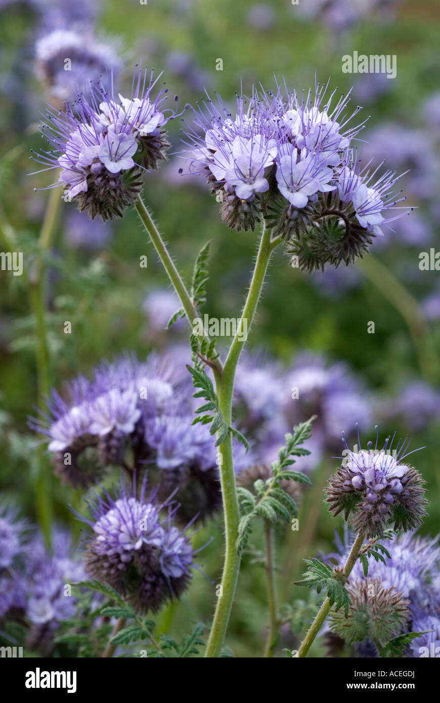Scorpion weed hi-res stock photography and images - Alamy
