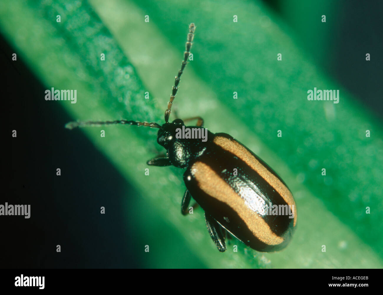Turnip beetle hi-res stock photography and images - Alamy