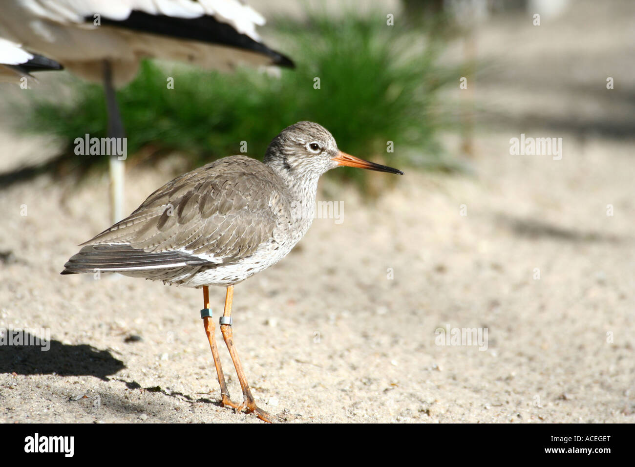 Tringa totanus charadriiformes hi-res stock photography and images - Alamy