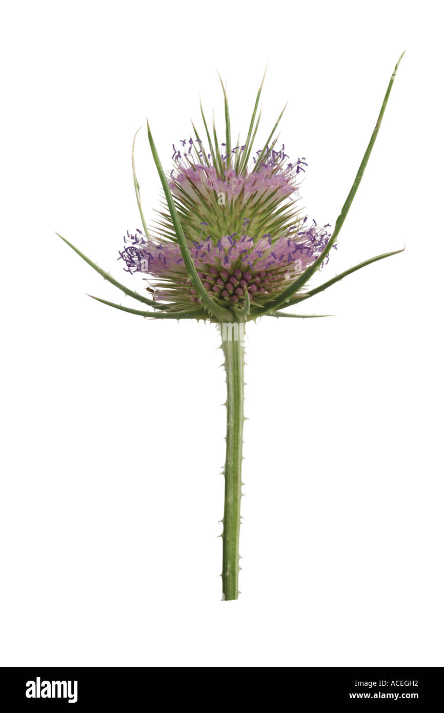 Teasel illustration Cut Out Stock Images & Pictures - Alamy