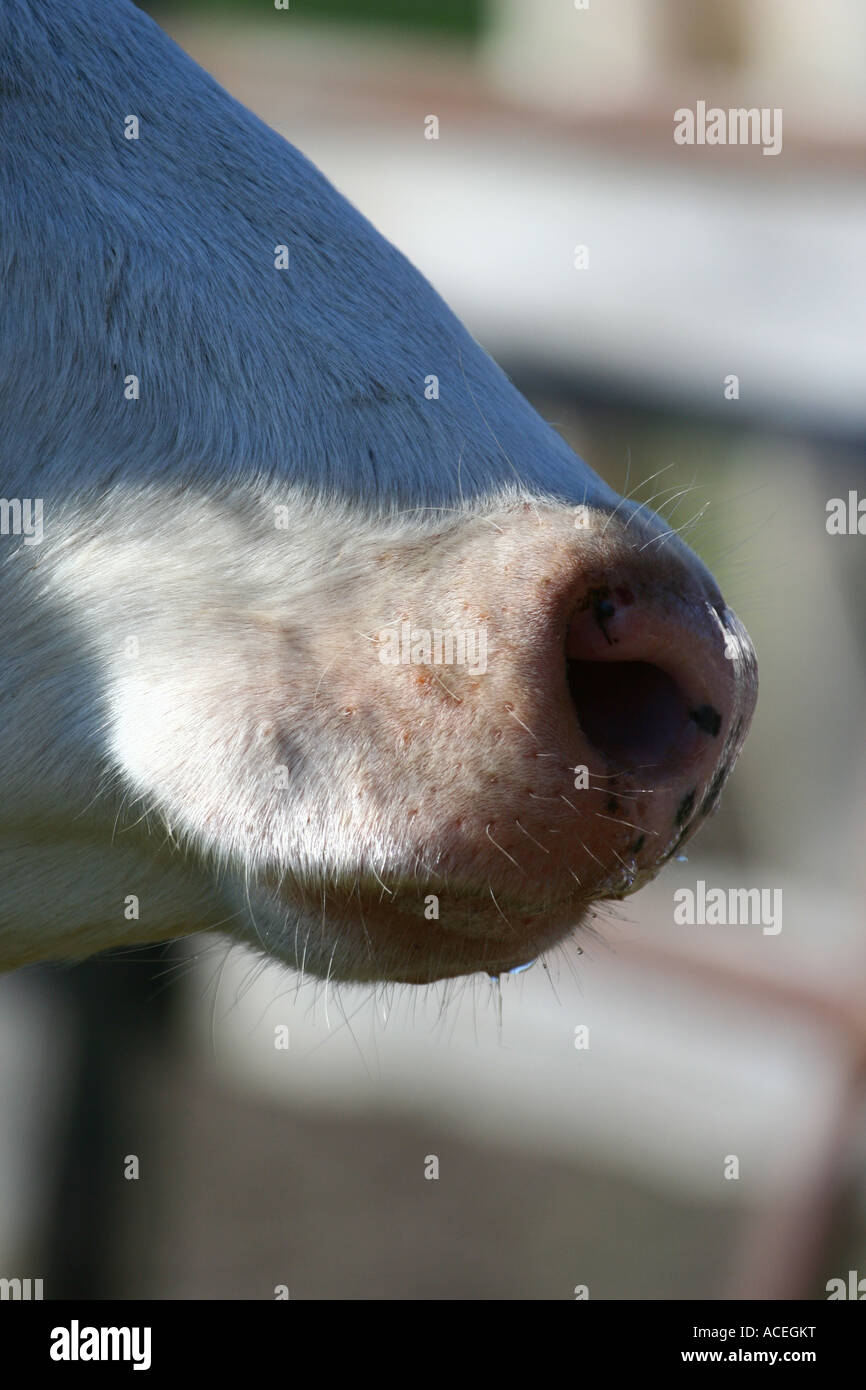 Cow mouth hi-res stock photography and images - Alamy