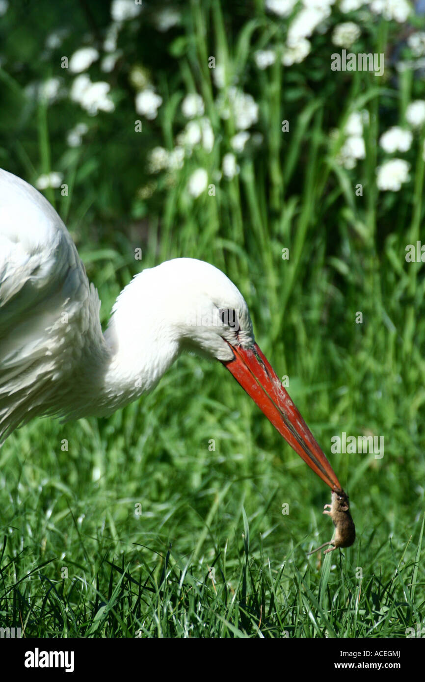 White Stork eating - Ciconia ciconia Stock Photo - Alamy