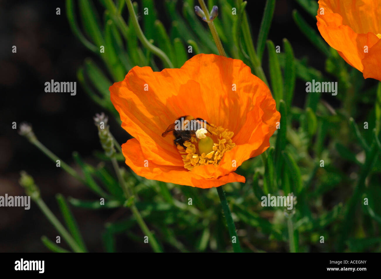 Inside of a flower hi-res stock photography and images - Alamy