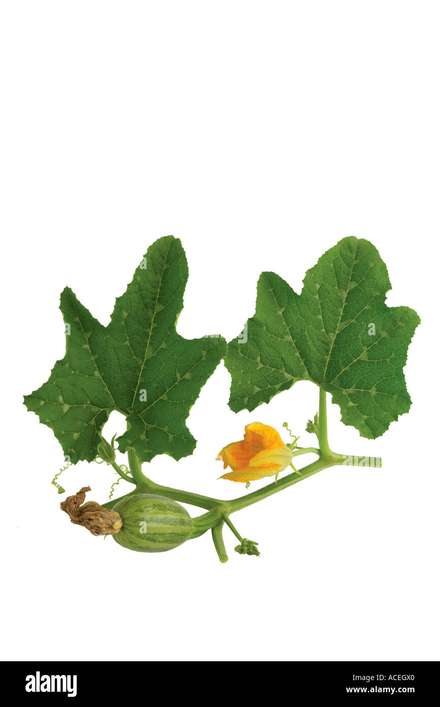 Cucurbita illustration hi-res stock photography and images - Alamy