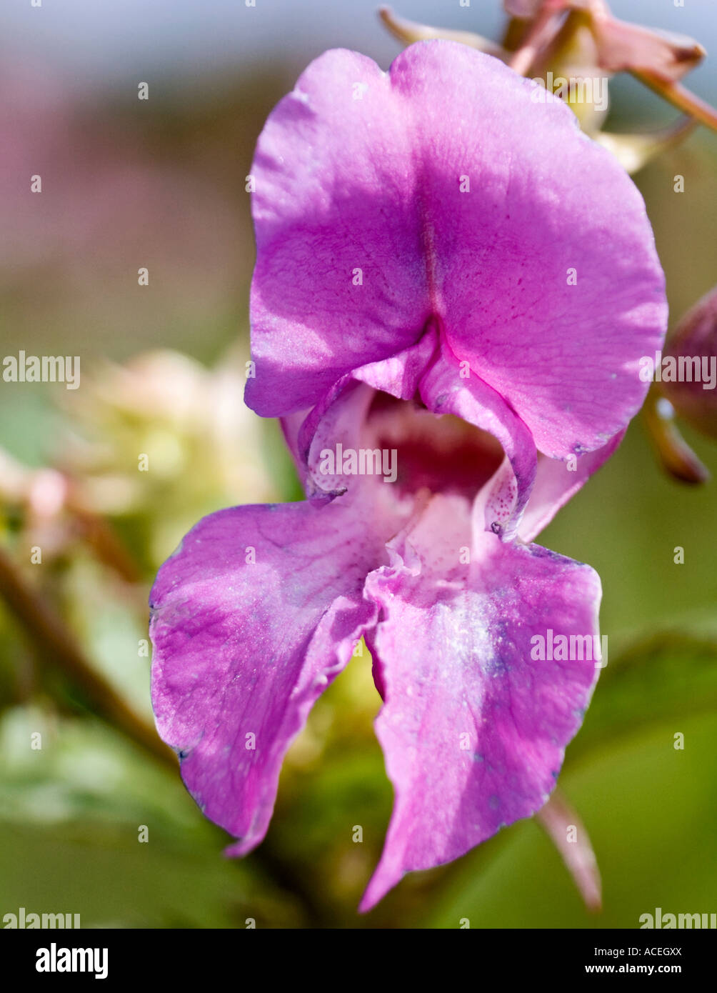 Himalayan Balsam flower Stock Photo - Alamy