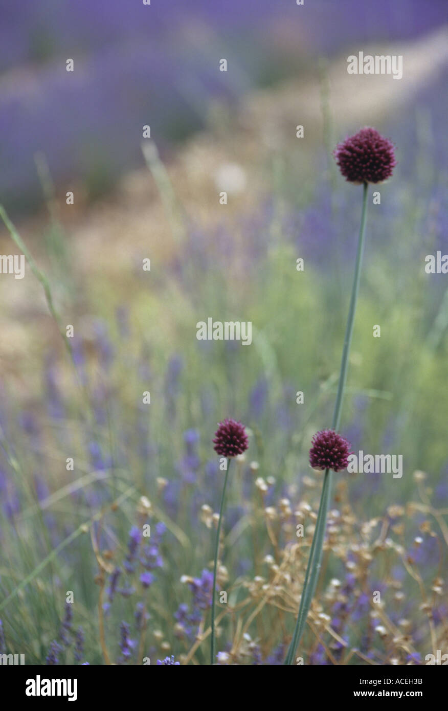 Alium in a Lavender Field Provence France Stock Photo - Alamy