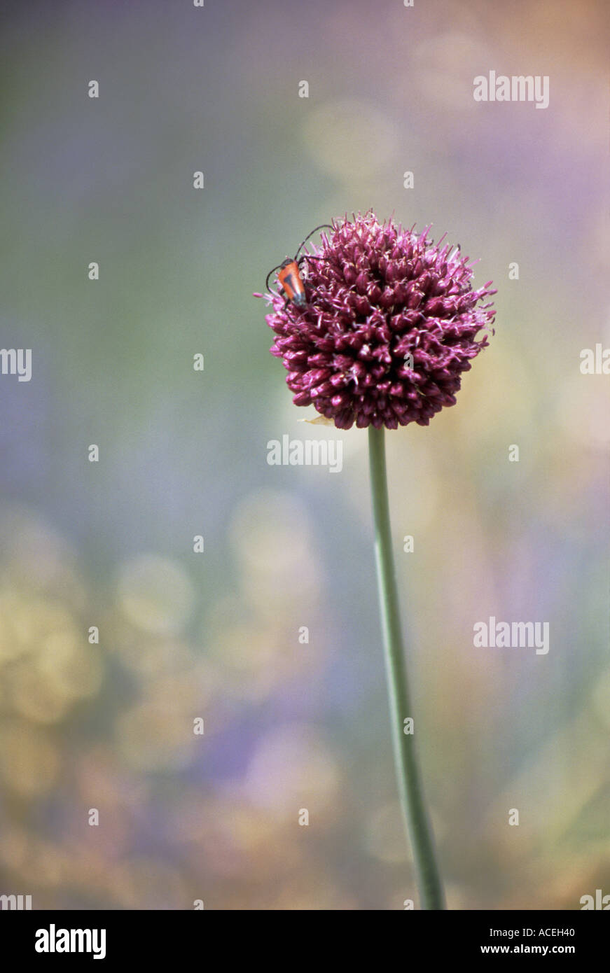 Bug Climbs over Alium Provence France Stock Photo - Alamy