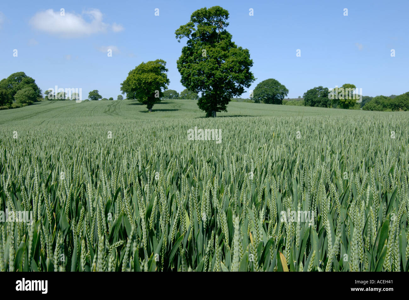 Individual oak tree hi-res stock photography and images - Alamy