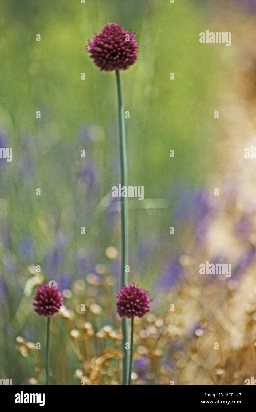 Alium Provence France Stock Photo - Alamy