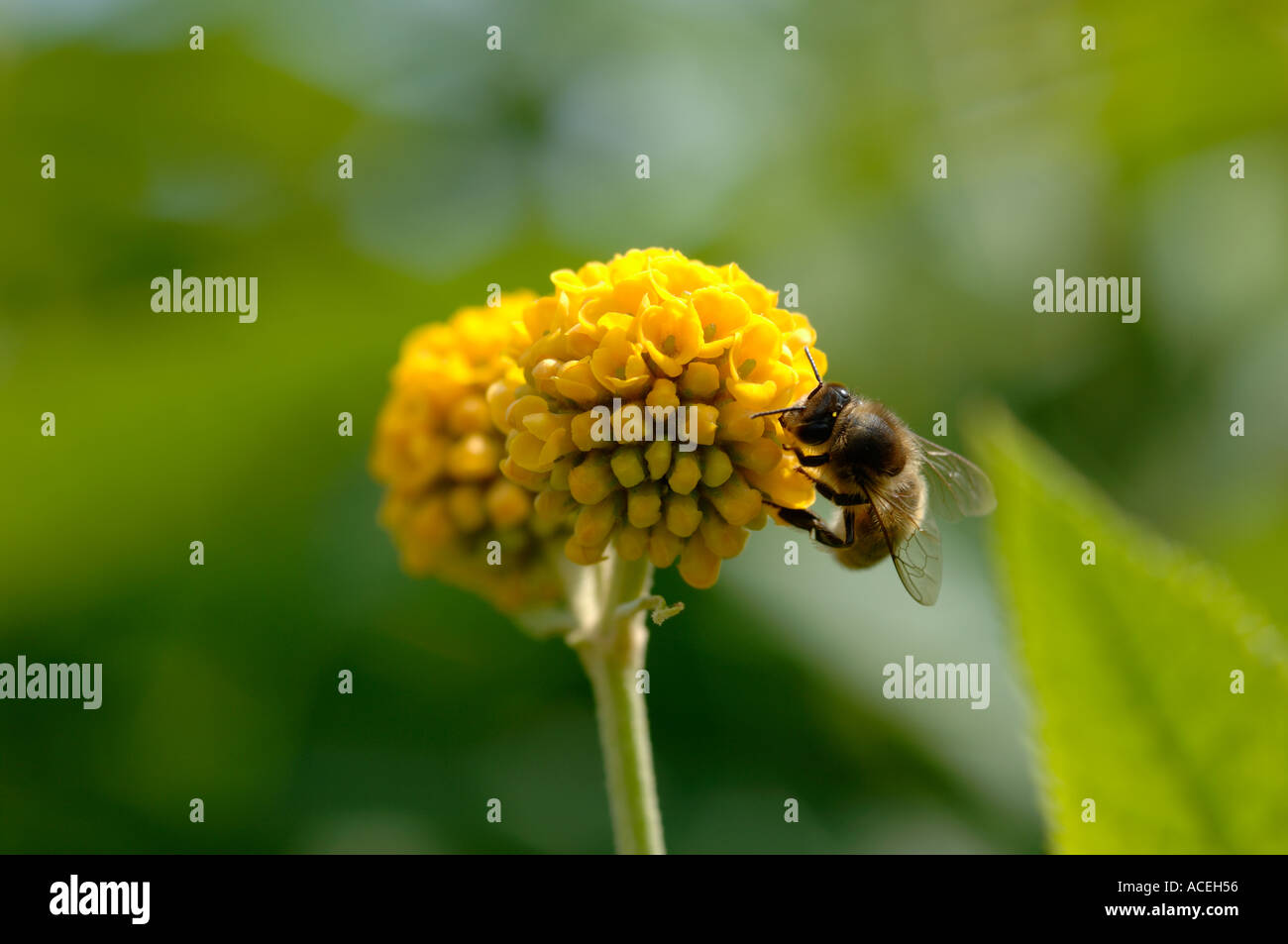 Buddleia globosa hi-res stock photography and images - Alamy