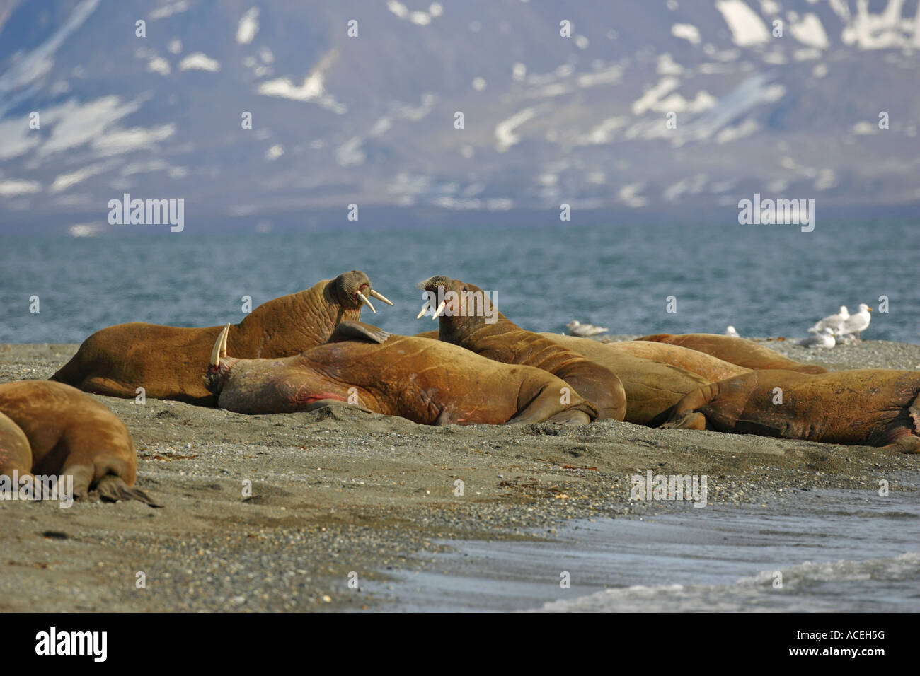 Walrus colony hi-res stock photography and images - Alamy