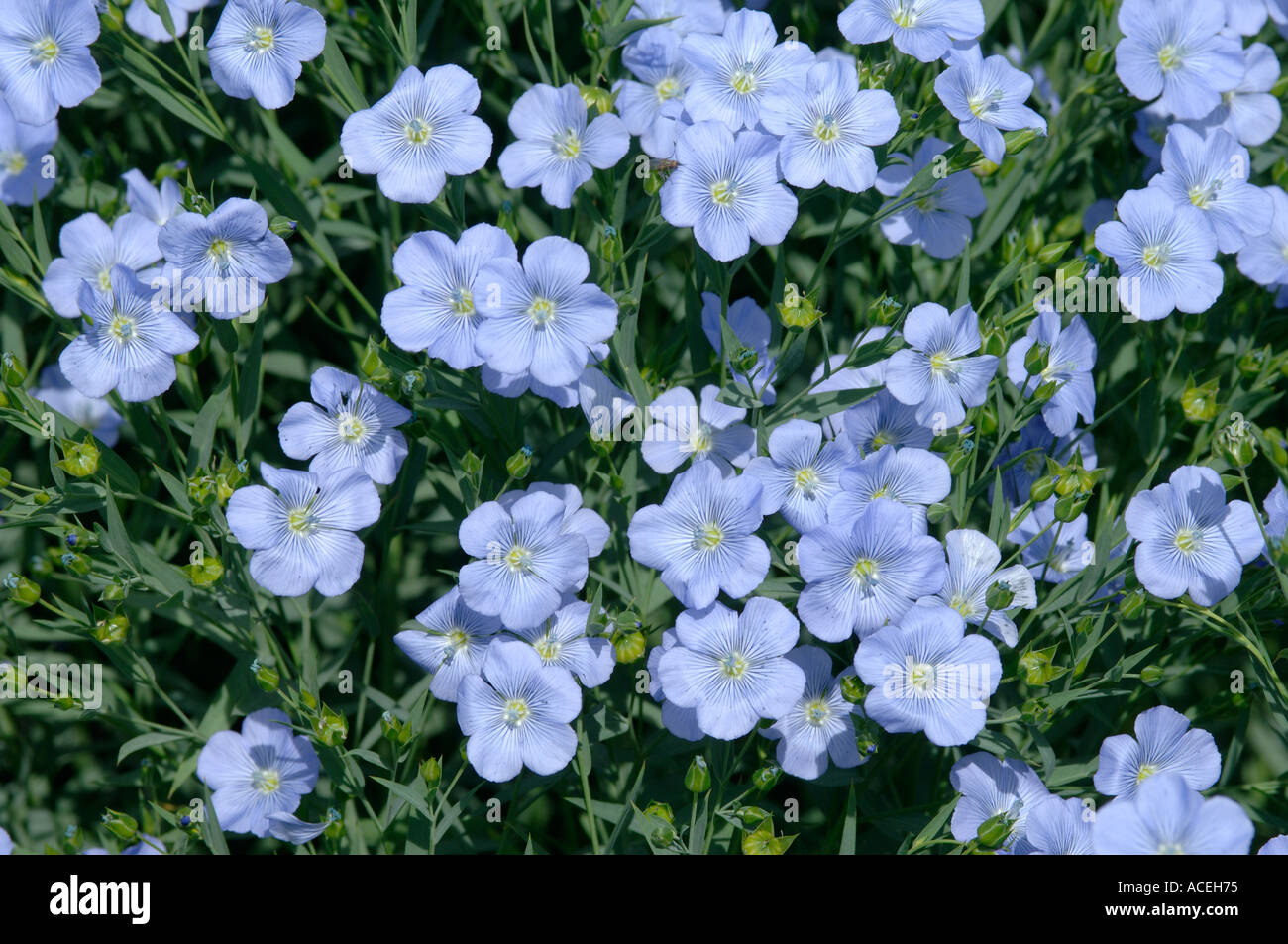 Flowering linseed crop linum usitatissimum hi-res stock photography and ...