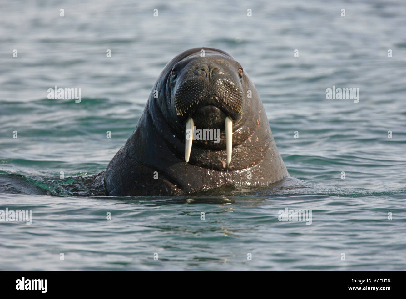 Walrus Odobenus rosmarus looking out from the water in North ...