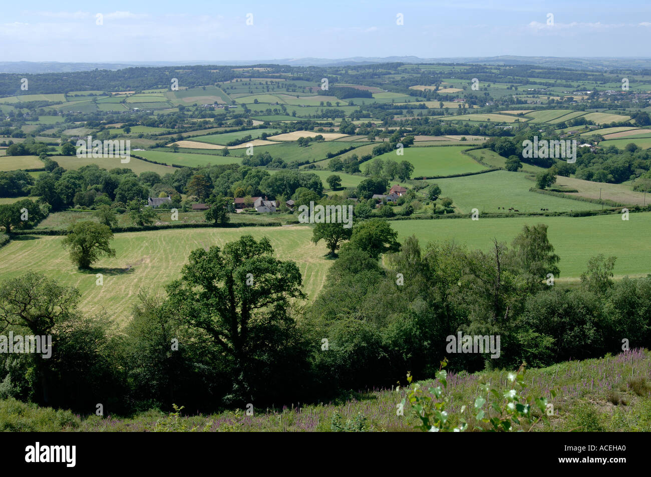 Small tree of hedgerows hi-res stock photography and images - Alamy