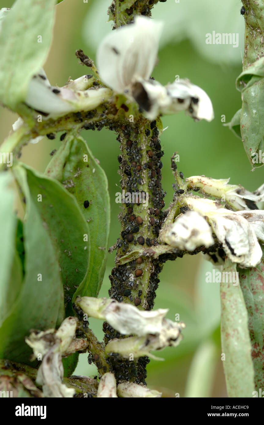 Black bean aphid Aphis fabae pest infestation some parasitised on broad ...