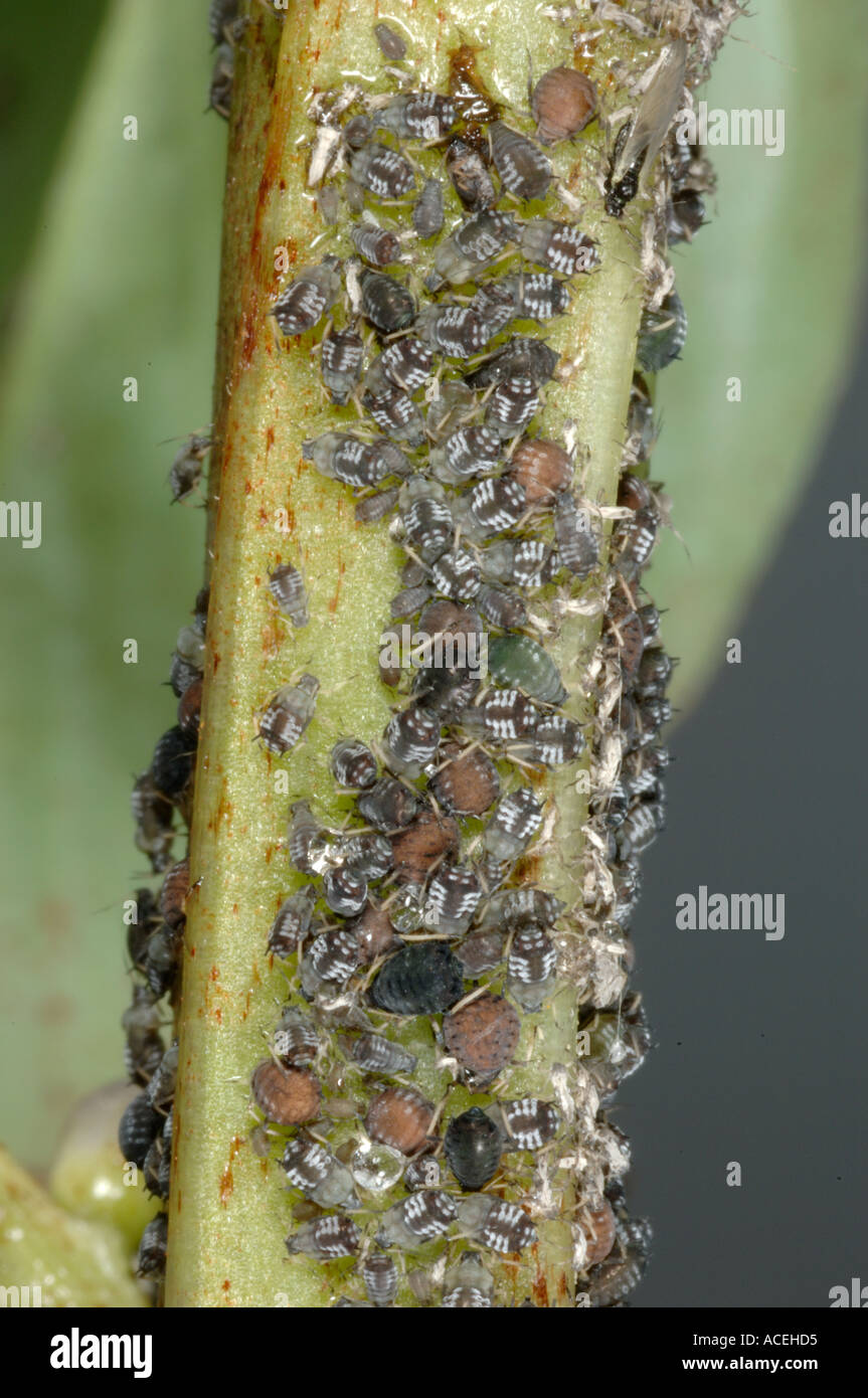 Parasitoid wasp aphid hi-res stock photography and images - Alamy