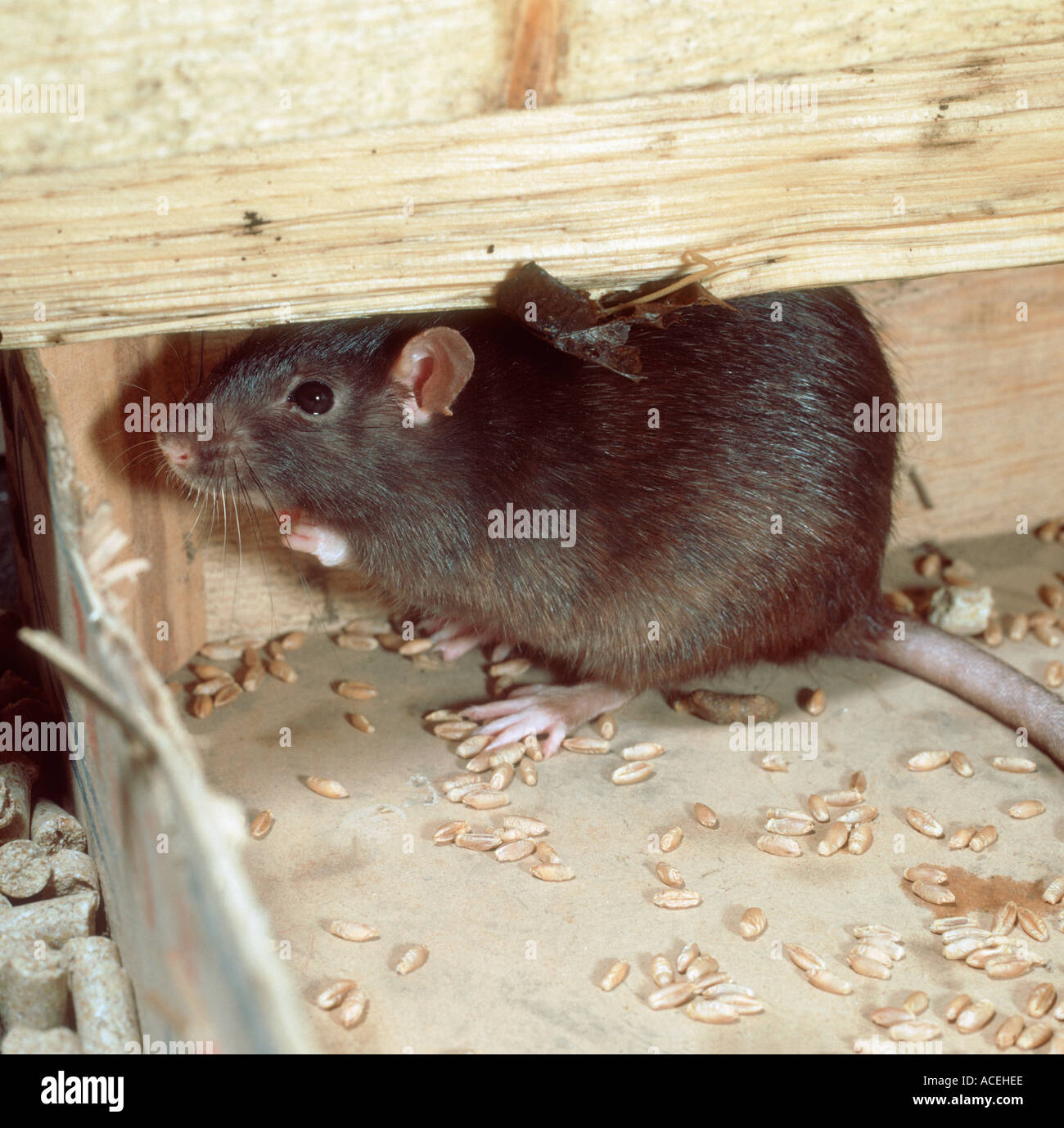 Rattus sp hi-res stock photography and images - Alamy