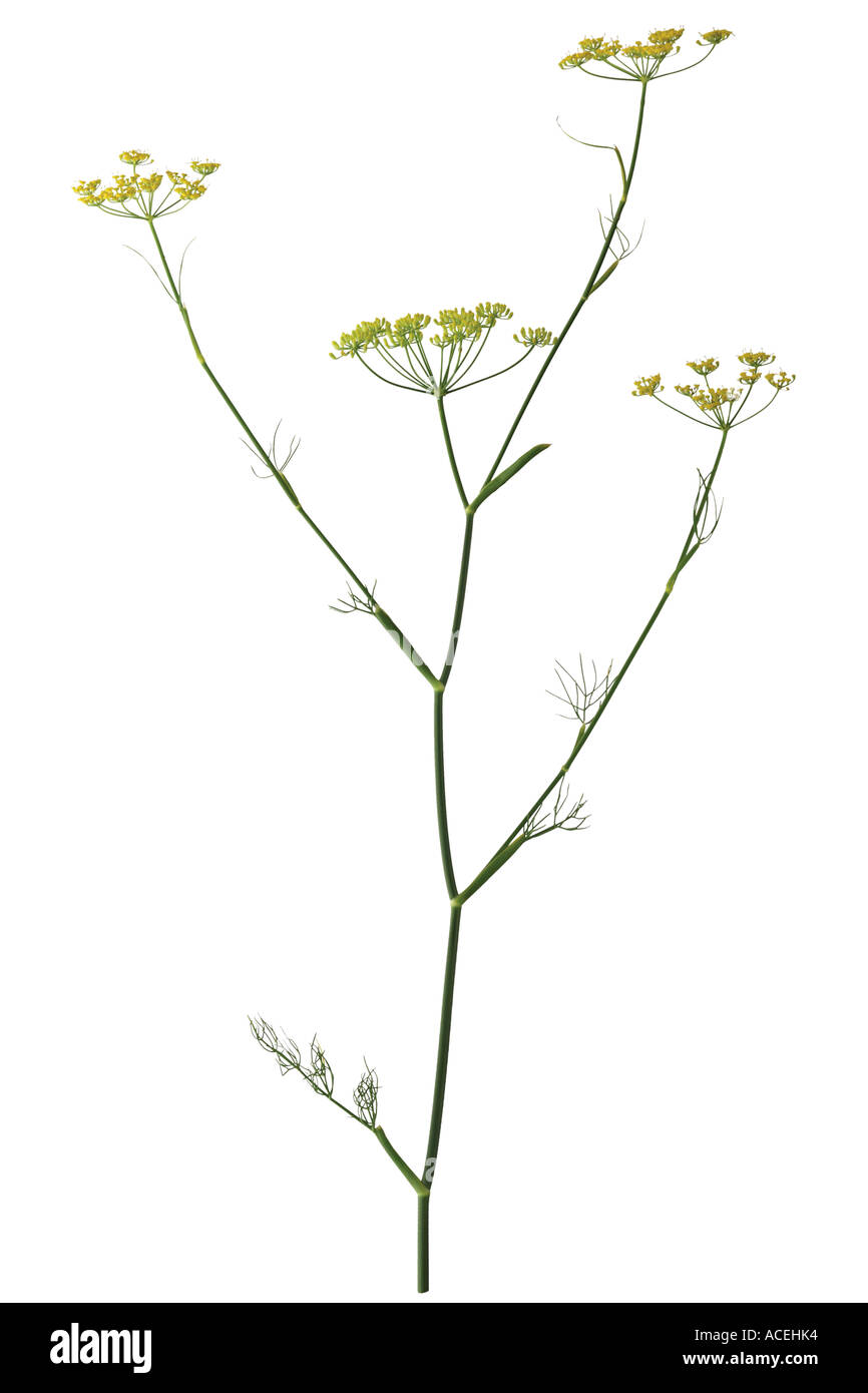 Fennel Flower Drawing
