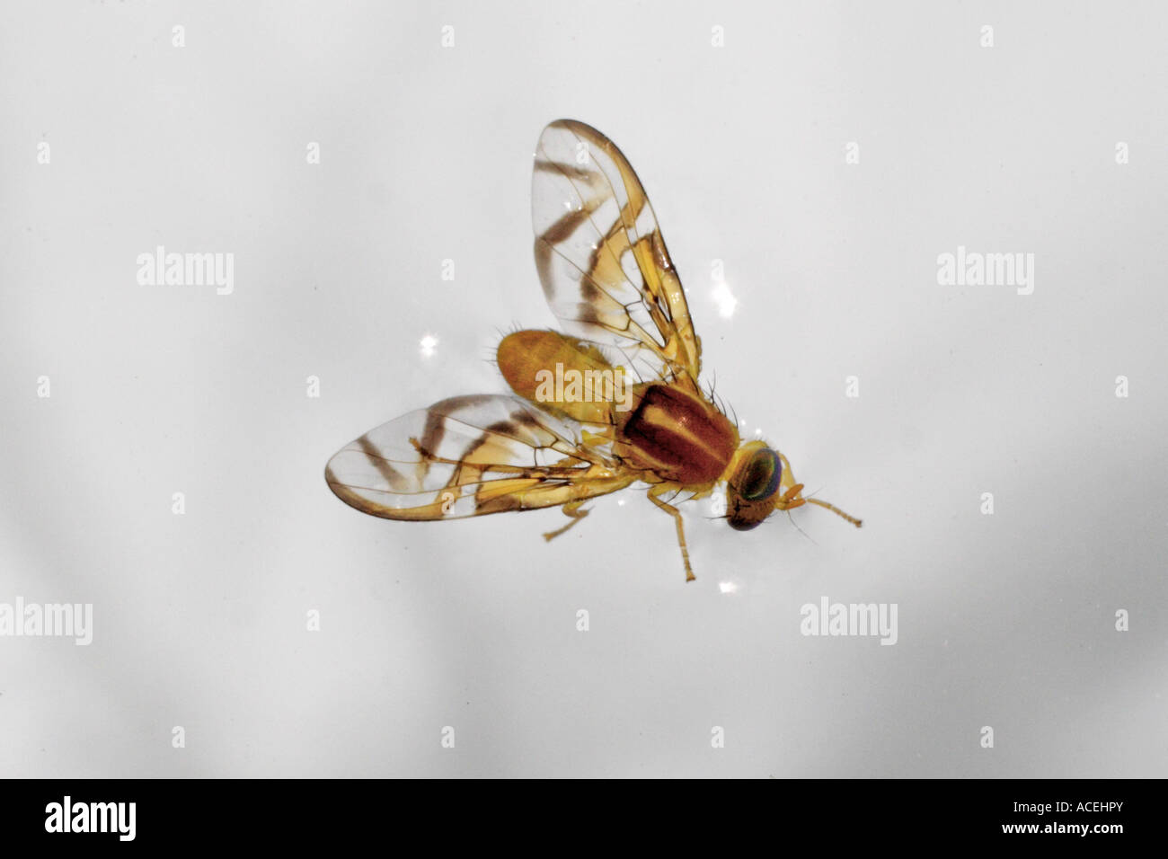 Fly swimming in the water, Sachica, Boyacá, Colombia, South America ...