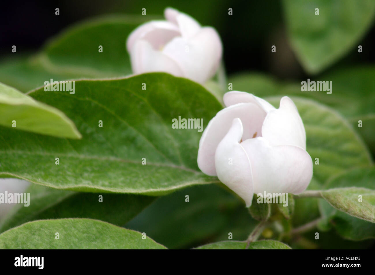 Quince Tree Cydonia Vulgaris High Resolution Stock Photography and ...