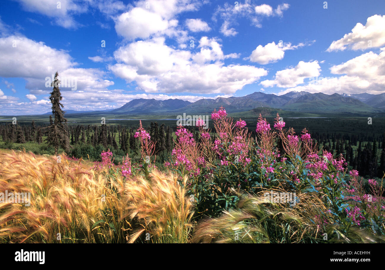 Chugach Mountains Alaska USA America Stock Photo - Alamy