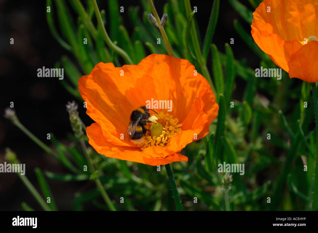 A Bee Inside A Poppy Flower Stock Photo - Alamy