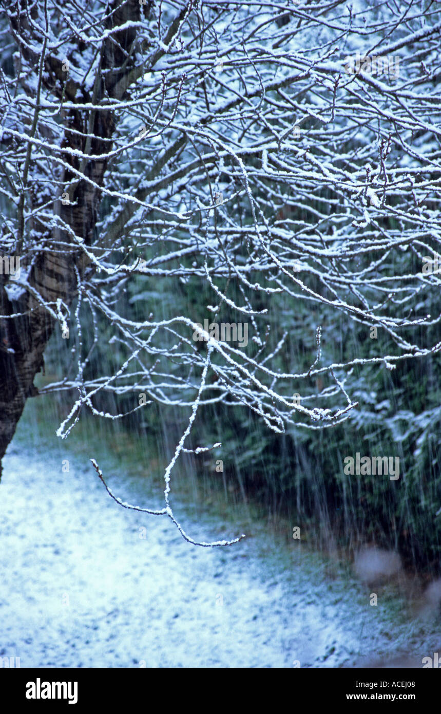 Snow falling onto a tree in winter Stock Photo - Alamy