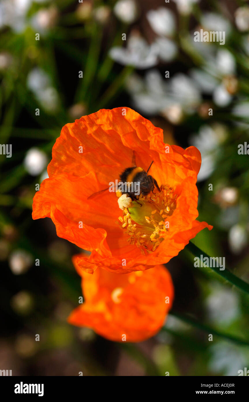 Inside of a flower hi-res stock photography and images - Alamy