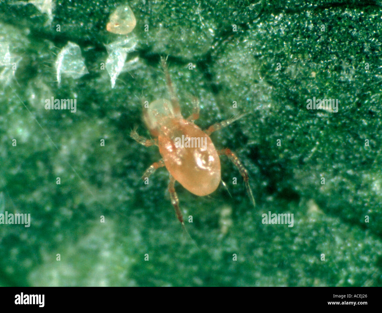 Persimilis predatory mite hi-res stock photography and images - Alamy