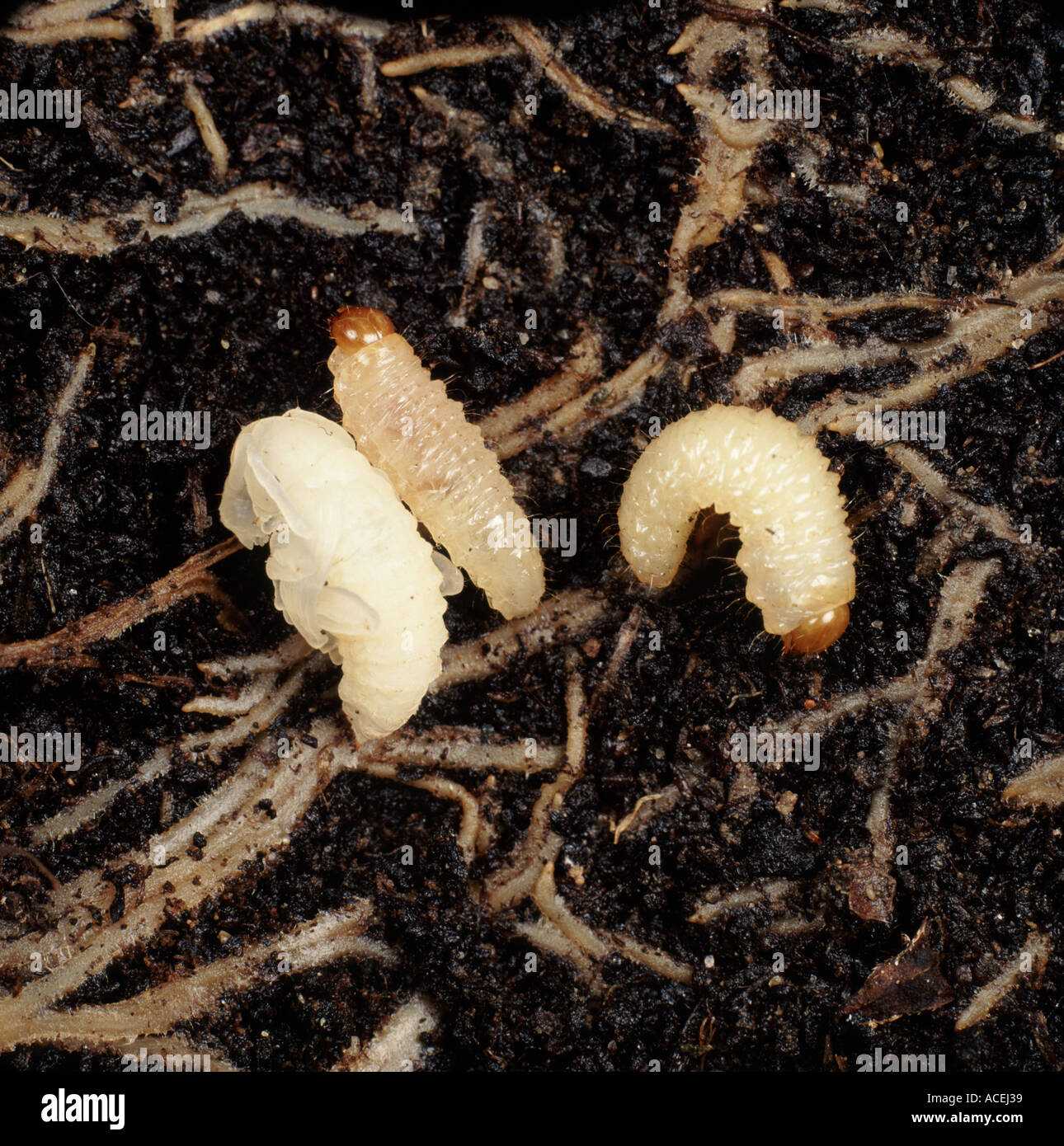Vine weevil otiorhynchus sulcatus grubs hi-res stock photography and ...
