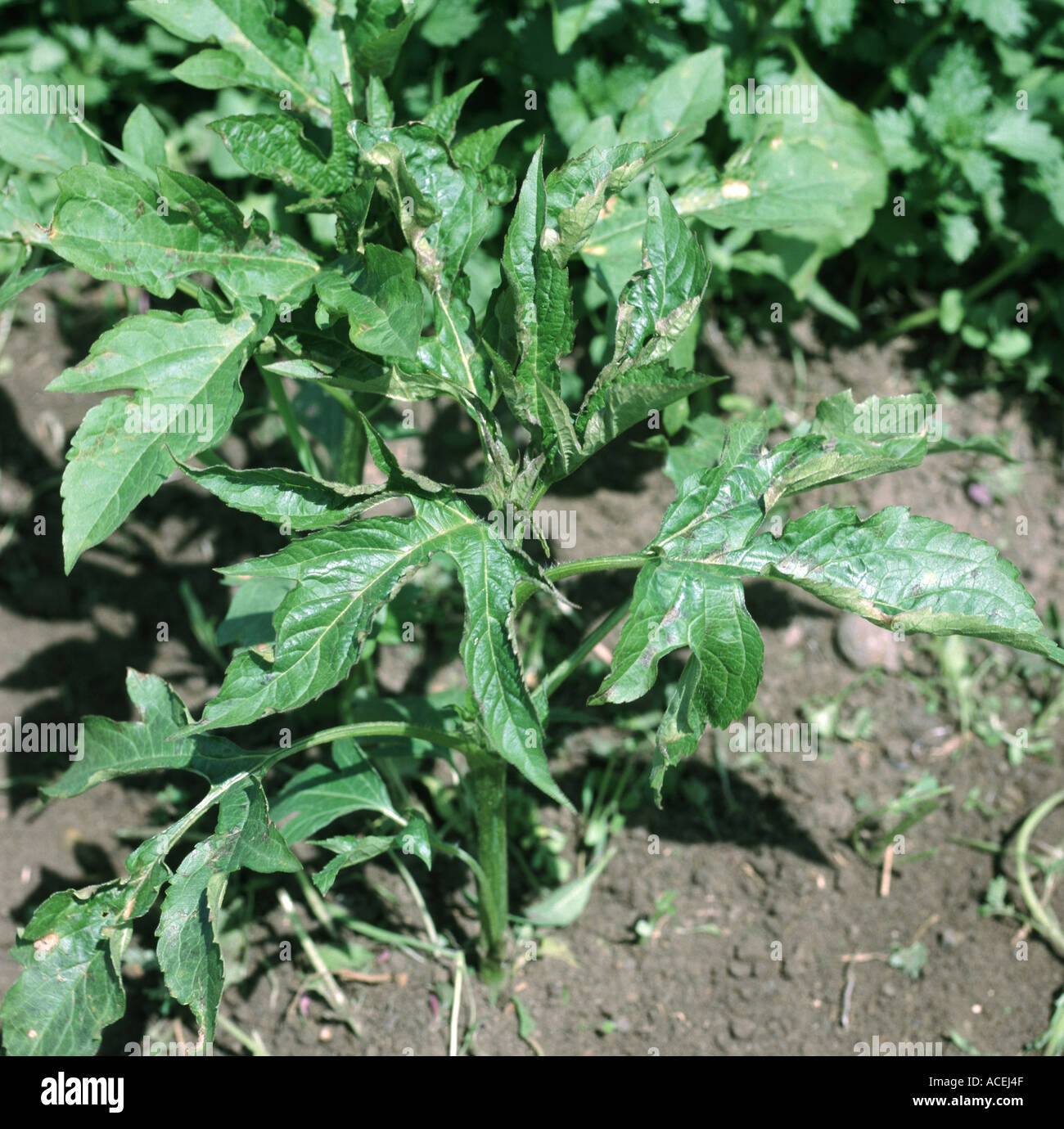 Ragweed Ambrosia artemisiifolia young plant Stock Photo - Alamy