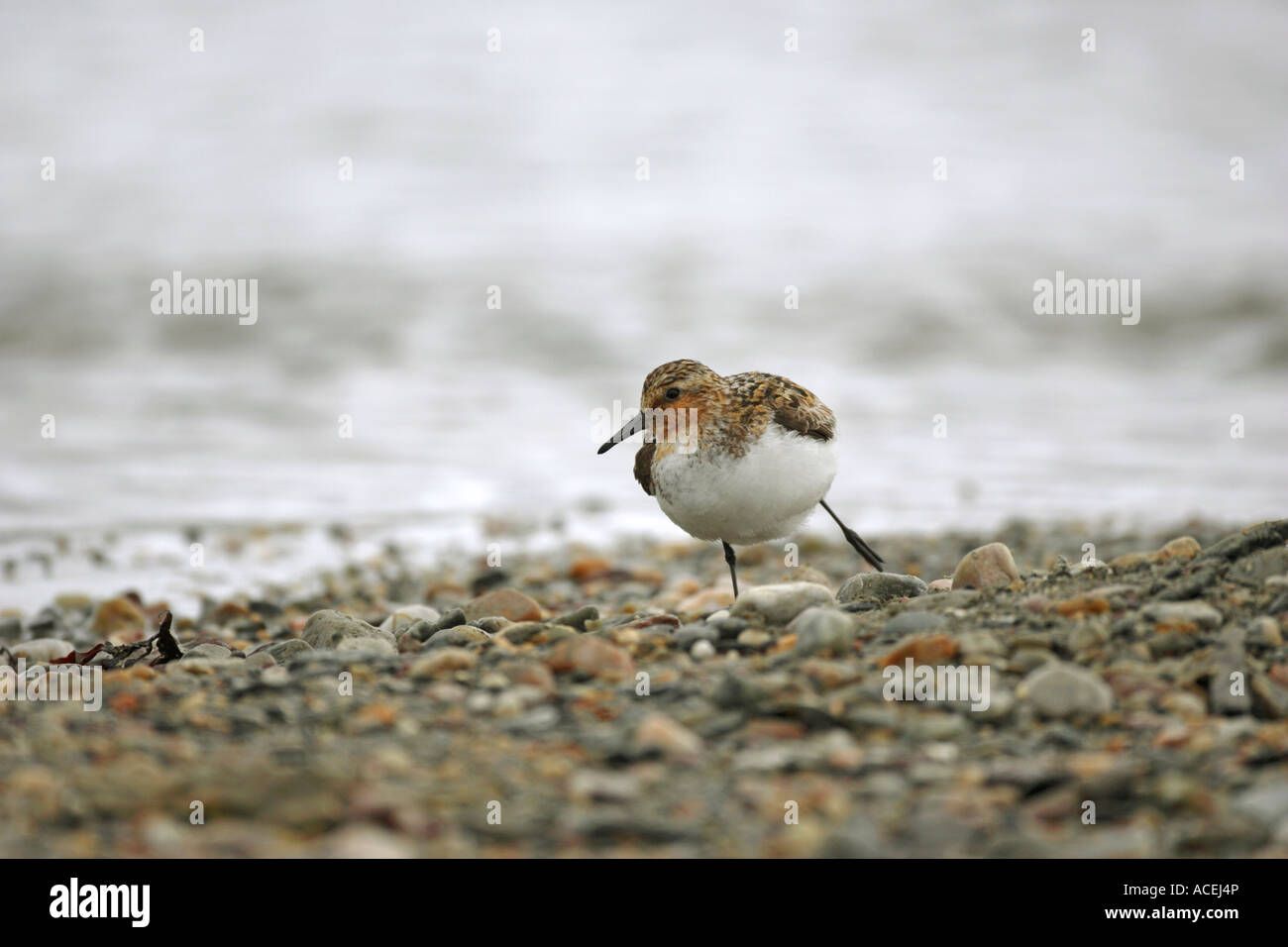 Sanderling Celidris alba standing on one leg on the beach in North ...