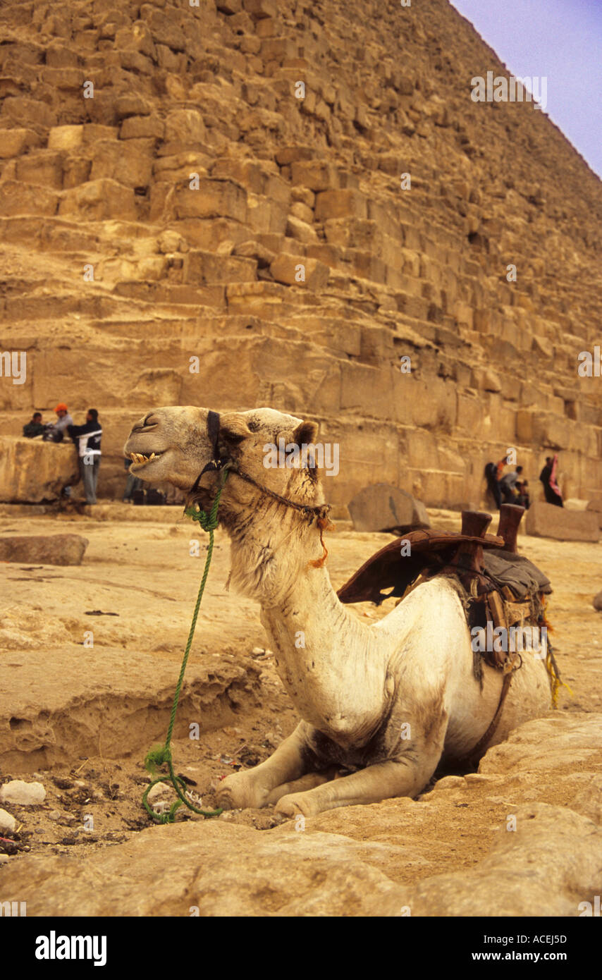 Camel in front of a pyramid in Cairo Egypt Stock Photo - Alamy