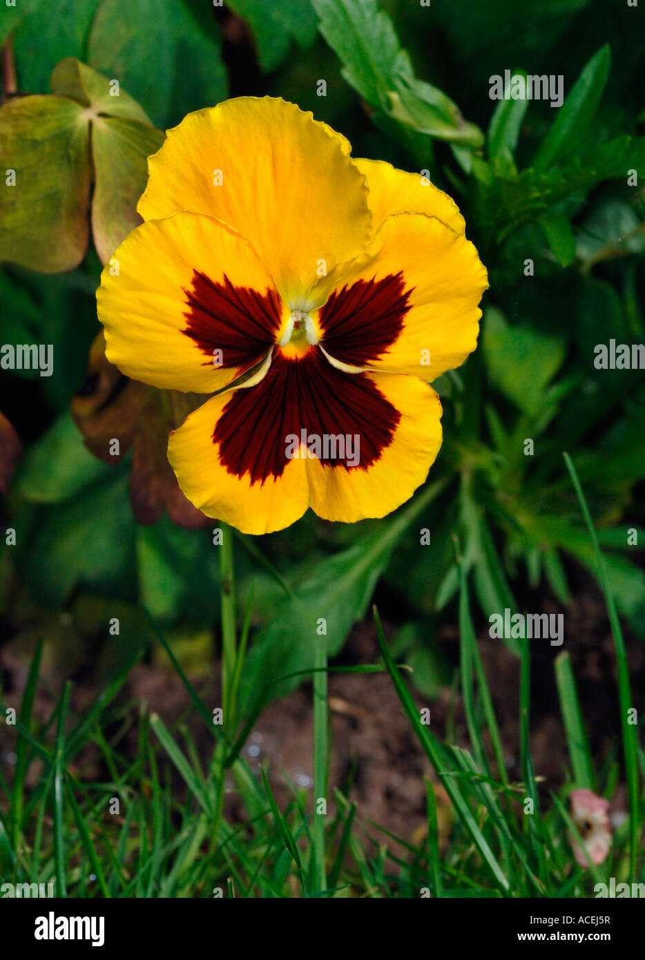 Hardy pansy hi-res stock photography and images - Alamy