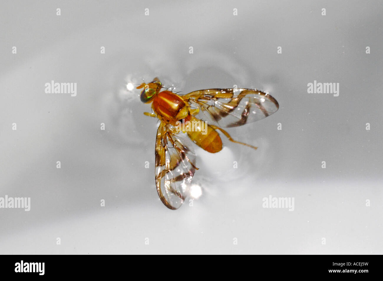 Fly swimming in the water, Sachica, Boyacá, Colombia, South America ...
