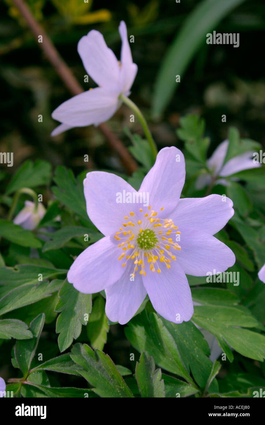 Flowers of garden plant Anemone nemorosa Robinsoniana Stock Photo - Alamy