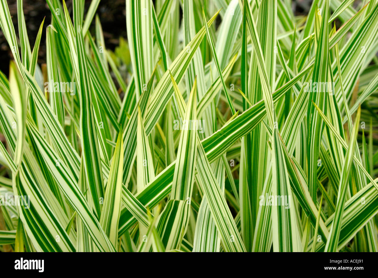 Leaves of variegated ornamental grass Stock Photo - Alamy