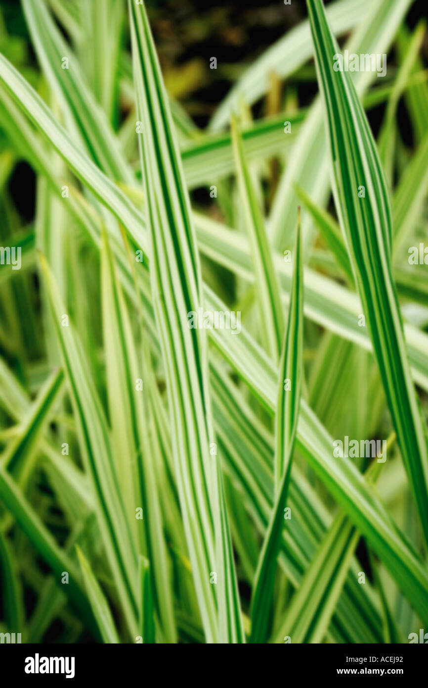 Leaves of variegated ornamental grass Soft focus Stock Photo - Alamy