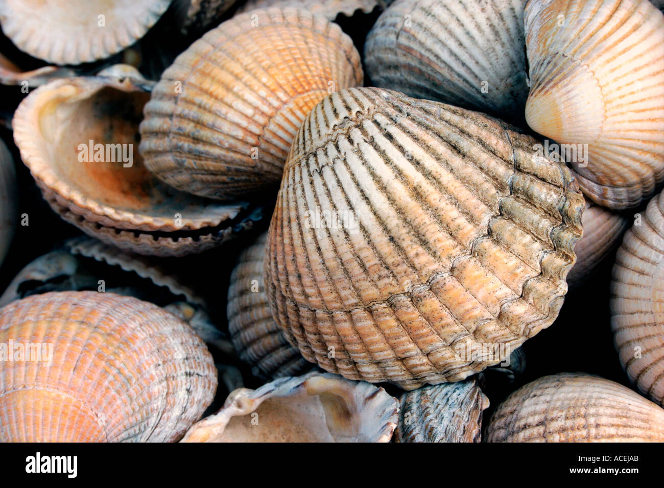 Cockling hi-res stock photography and images - Alamy