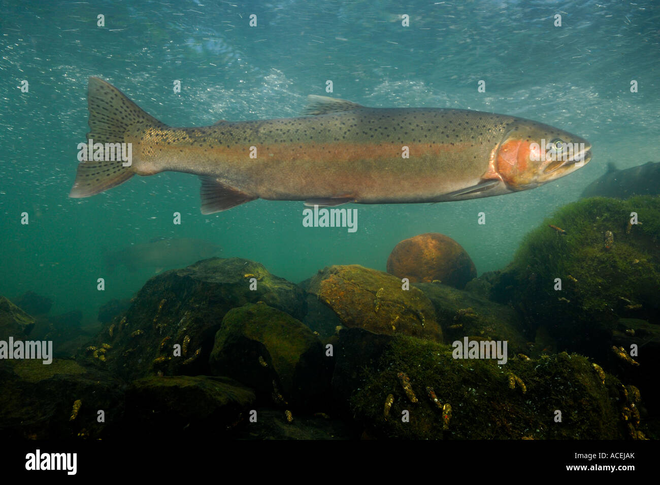 Oregon steelhead underwater hi-res stock photography and images - Alamy