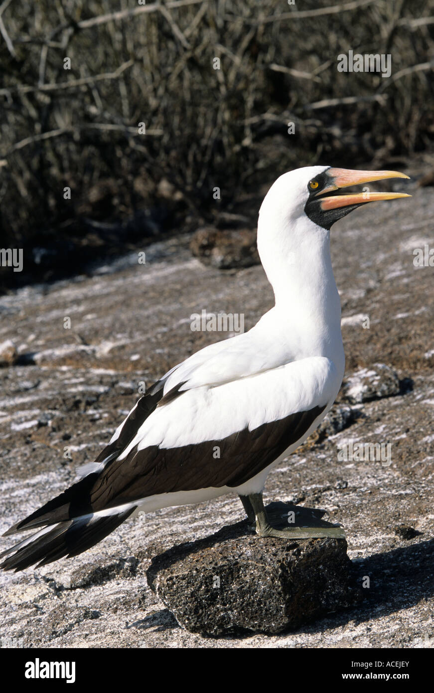 masked booby galapagos islands ecuador south america Stock Photo - Alamy