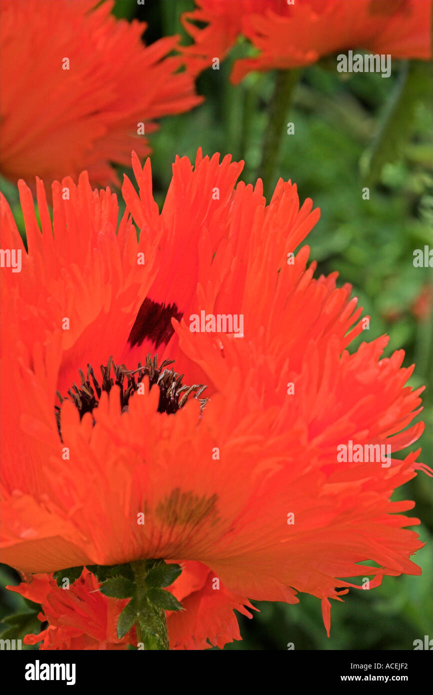 Red flowers of Oriental Poppy Botanical name Papaver orientale ...