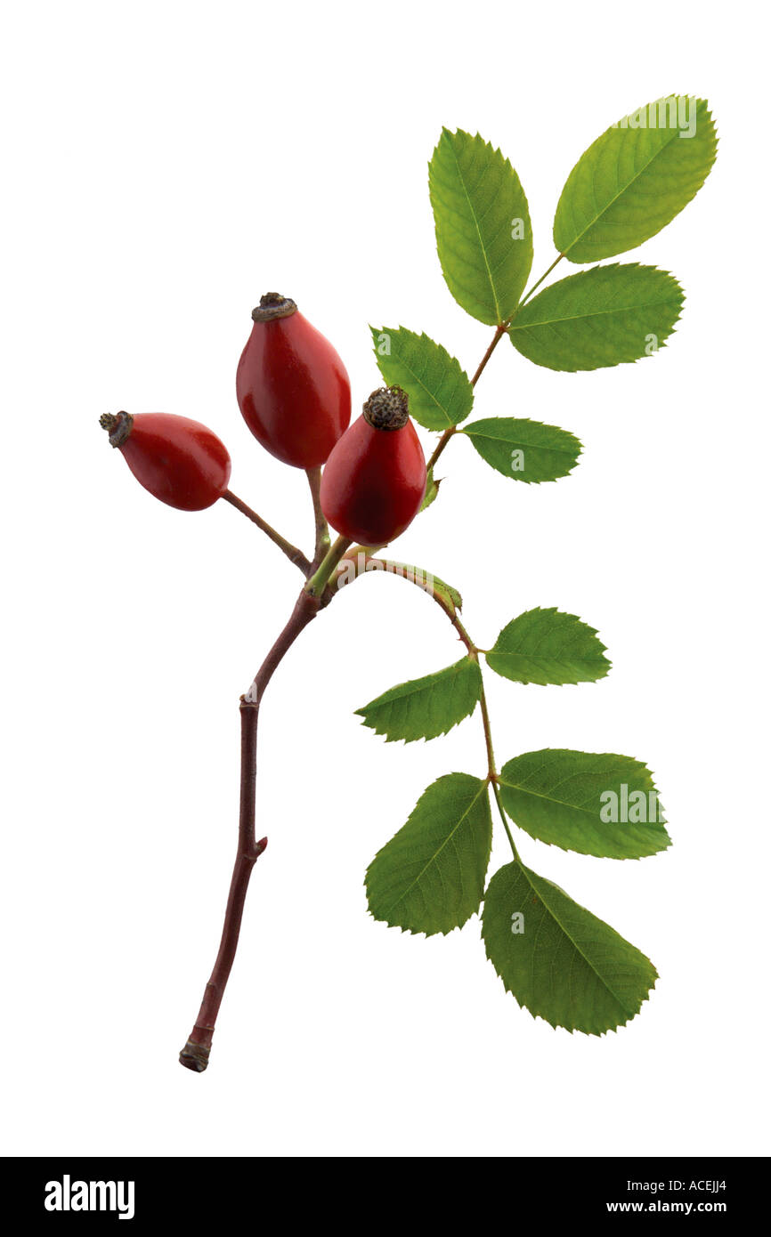 Garden dog rose Cut Out Stock Images & Pictures - Alamy