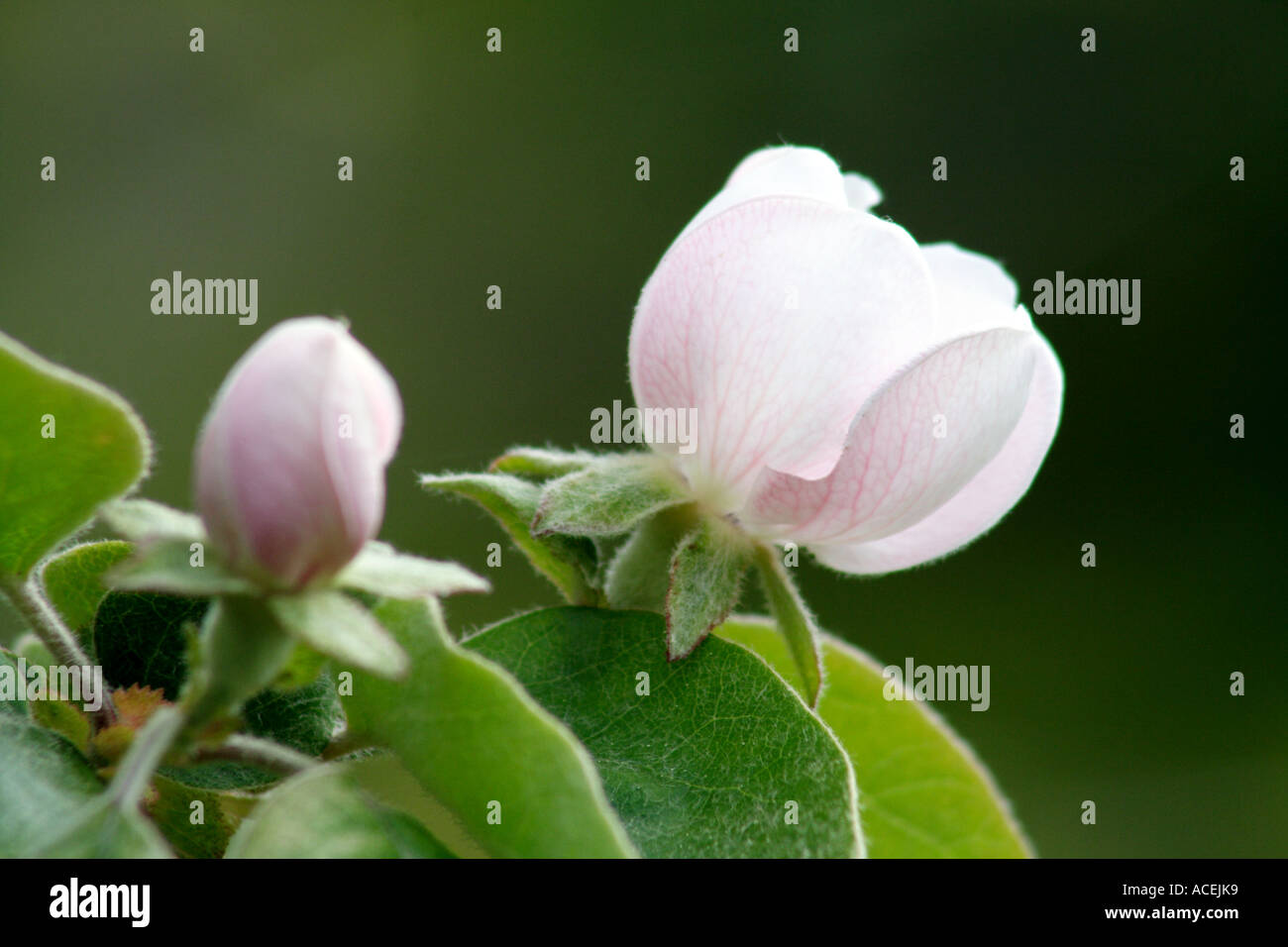 Cydonia vulgaris hi-res stock photography and images - Alamy