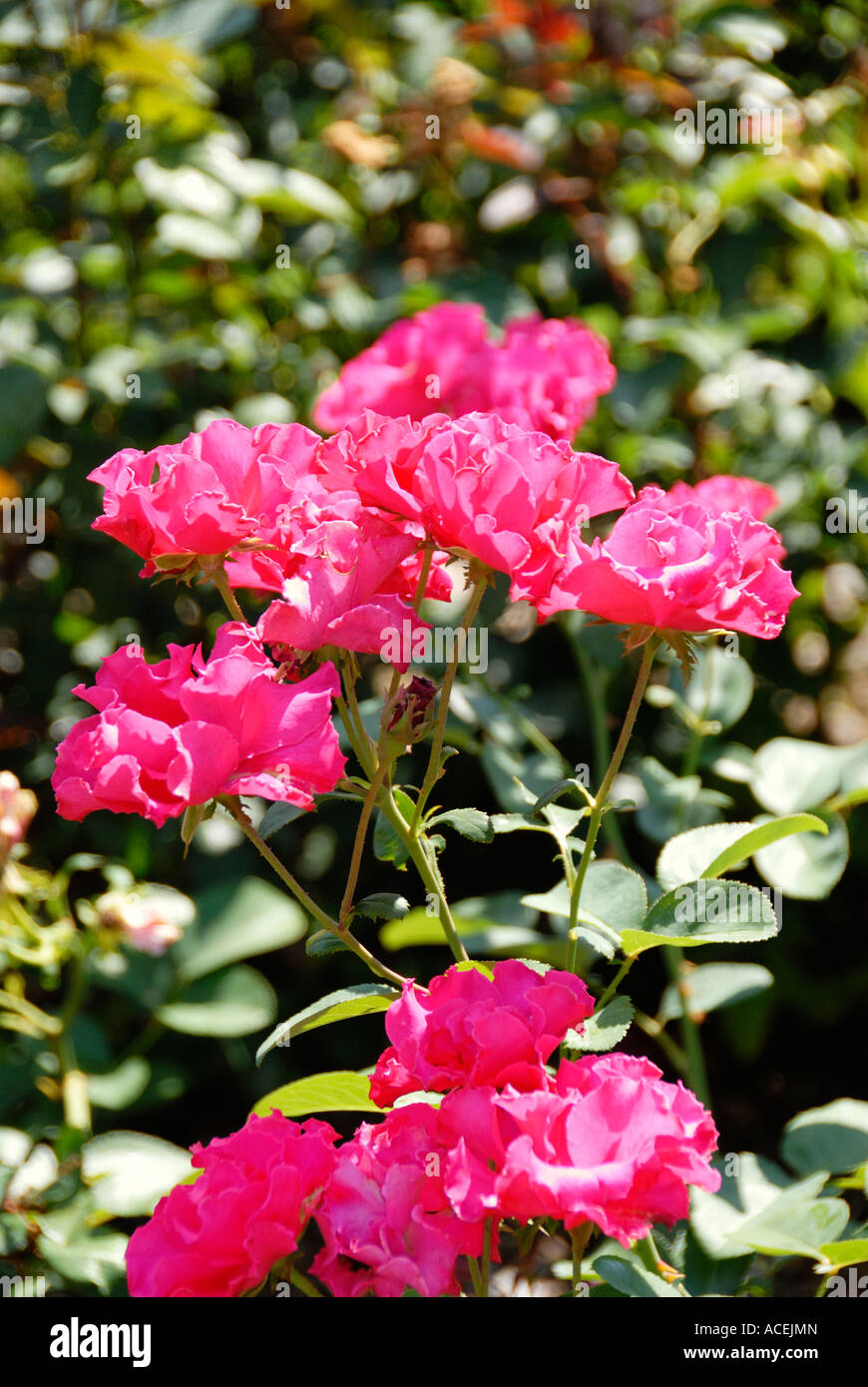 Cultivar permanent wave hi-res stock photography and images - Alamy