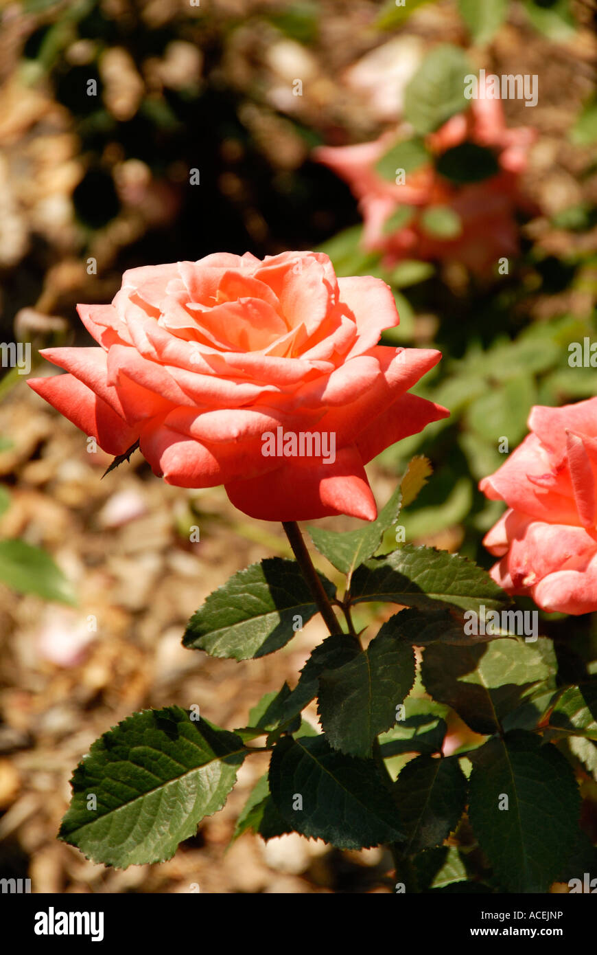 Seashell rose hi-res stock photography and images - Alamy