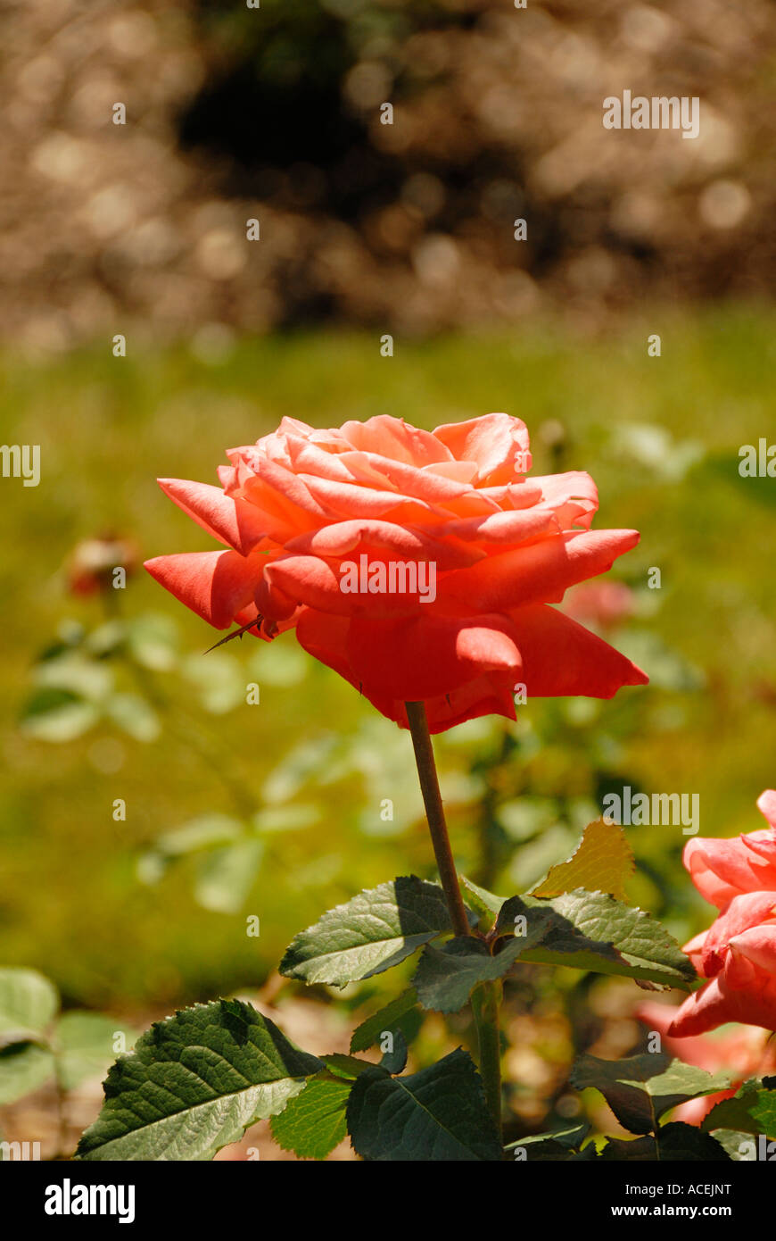 Seashell rose hi-res stock photography and images - Alamy