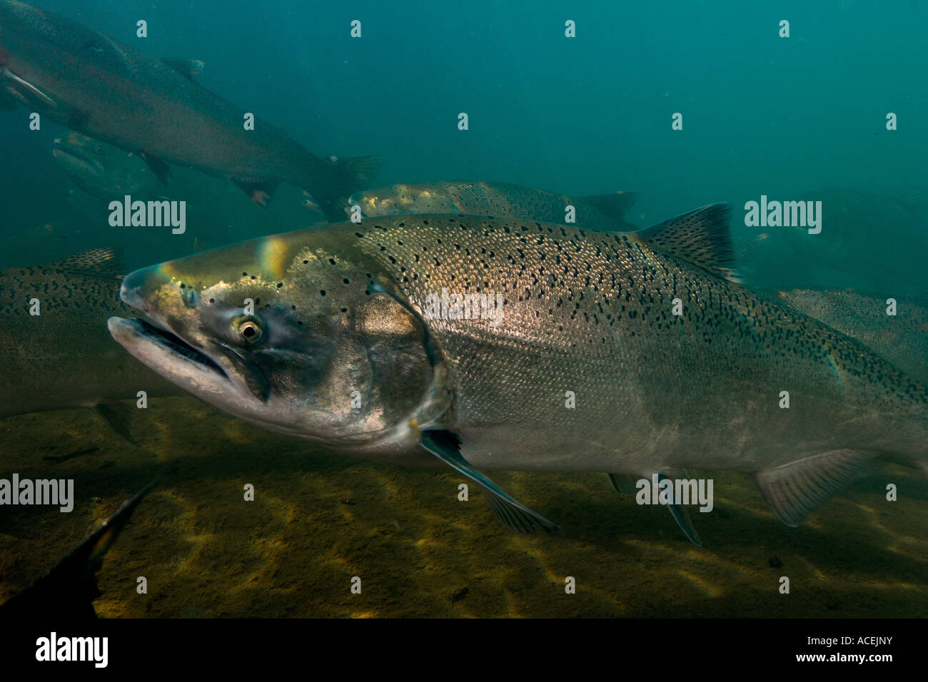 Chinook King Spring Salmon