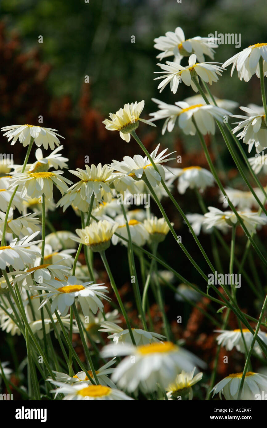 Flowers of garden perennial plant Anthemis tinctoria Stock Photo - Alamy